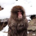 Nagano: Cute & Eccentric Snow Monkeys Half-Day Private Tour - The Itinerary and What You Can Expect