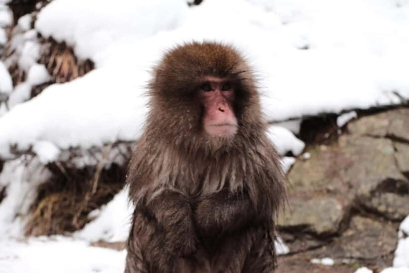 Nagano: Cute & Eccentric Snow Monkeys Half-Day Private Tour - The Itinerary and What You Can Expect