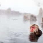 Nagano Private: Snow Monkeys & Obuse Hokusai, Sake, Miso - Key Points