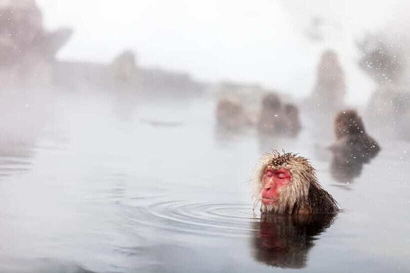 Nagano Private: Snow Monkeys & Obuse Hokusai, Sake, Miso - Key Points