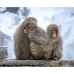 Nagano: Snow Monkey Private Instagramable Day Tour Low Price - The Snow Monkeys at Jigokudani Monkey Park