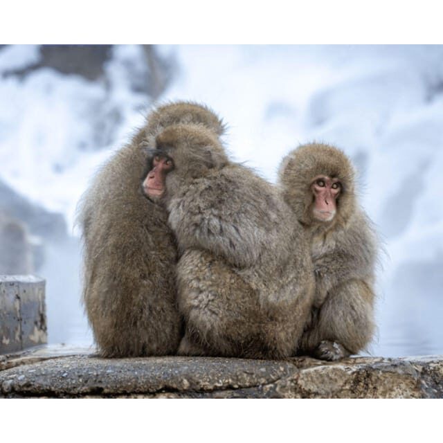 Nagano: Snow Monkey Private Instagramable Day Tour Low Price - The Snow Monkeys at Jigokudani Monkey Park