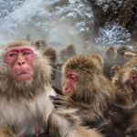 Nagano: Snow Monkeys, Zenko-ji Temple, and Lake Nojiri Tour - Comfort and Convenience: How the Tour Works