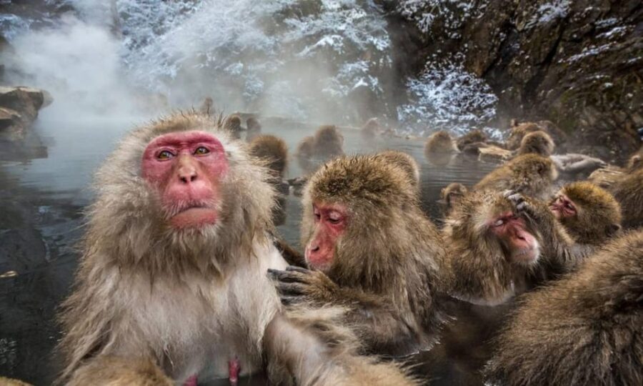 Nagano: Snow Monkeys, Zenko-ji Temple, and Lake Nojiri Tour - Comfort and Convenience: How the Tour Works