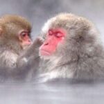 Nagano: Snow Monkeys, Zenkoji Temple & Sake Day Trip - Why This Tour Works Well