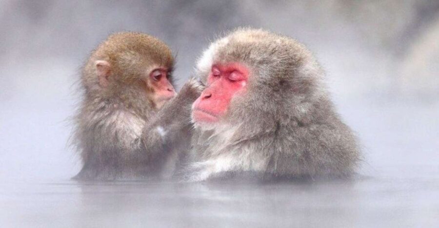 Nagano: Snow Monkeys, Zenkoji Temple & Sake Day Trip - Why This Tour Works Well