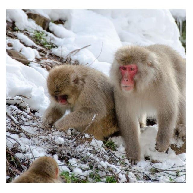 Nagano Tokyo: Snow Monkey Private Day Tour Hotel Pick & Drop - A Deep Dive into the Itinerary