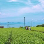 Nagasaki: Explore Japanese Teas on a Tea Tour - Transportation, Group Size, and Duration