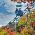Nami Island and Rail Bike Day Trip from Seoul - Who Will Love This Tour?