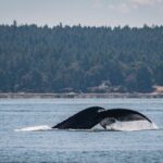 Nanaimo Whale Watching in a Semi-Covered Boat - Final Thoughts: Who Will Love This Tour?