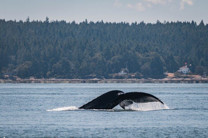 Nanaimo Whale Watching in a Semi-Covered Boat - Final Thoughts: Who Will Love This Tour?