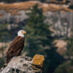 Nanaimo: Whale Watching Open Boat Tour - How the Itinerary Unfolds