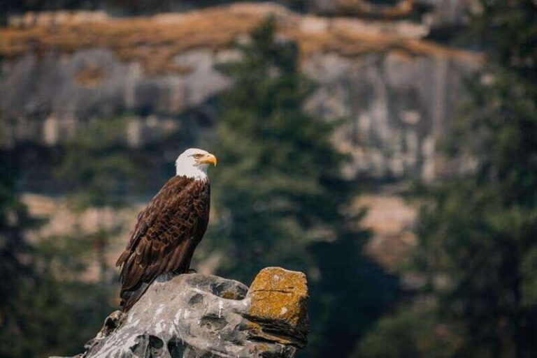 Nanaimo: Whale Watching Open Boat Tour - How the Itinerary Unfolds