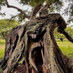 Nandi Trail Tour - The Experience: Logistics, Value, and Atmosphere