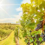 Napa Valley: Guided Wine Tour with Picnic Lunch - Exploring Napa Valley: A Guide to the Experience