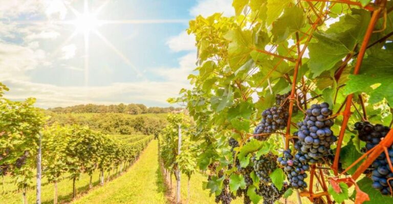 Napa Valley: Guided Wine Tour with Picnic Lunch - Exploring Napa Valley: A Guide to the Experience