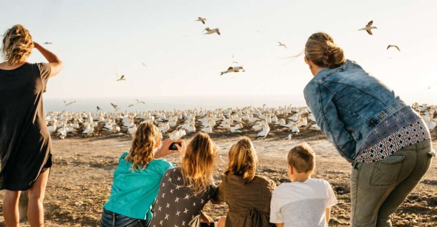 Napier: Cape Kidnappers Gannet, Nature & Sightseeing Tour - The Experience of Being Close to Nature
