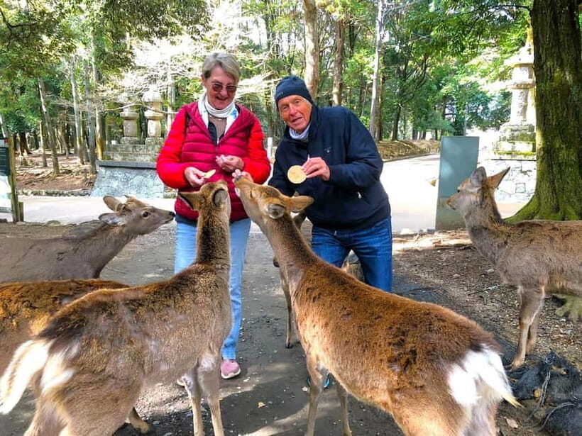 Nara: 3-Hour Guided Tour with Deer, Great Buddha & Shrines - What to Expect from This Tour