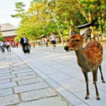 Nara attractive tour with local guide (4hours) - Who Will Find This Tour Most Valuable?