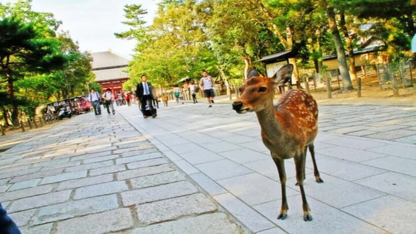 Nara attractive tour with local guide (4hours) - Who Will Find This Tour Most Valuable?