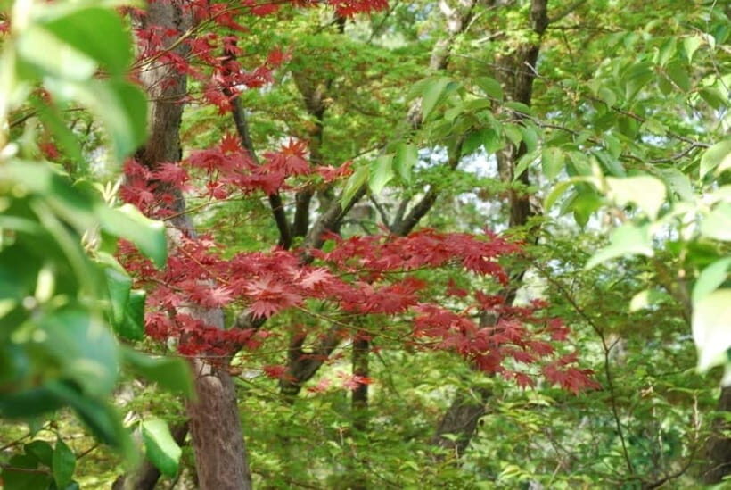 Nara: Enjoy the Highlights of Nara in 3 Hours - What the Tour Covers