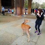 Nara: Nara Park Private Family Bike Tour with Lunch - The Itinerary Breakdown