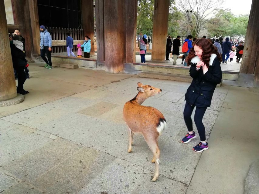Nara: Nara Park Private Family Bike Tour with Lunch - The Itinerary Breakdown