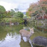 Nara: Private Walking Tour with a Local - Deep Dive into the Experience
