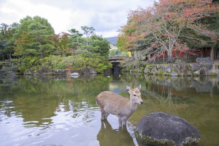 Nara: Private Walking Tour with a Local - Deep Dive into the Experience