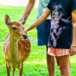 Nara: private walking tour with Deer and Temples - The Practical Side: What You Need to Know