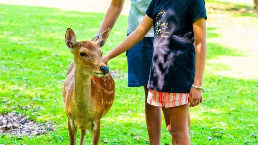 Nara: private walking tour with Deer and Temples - The Practical Side: What You Need to Know