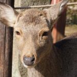 Nara Todaiji Lazy Bird Walking Tour - Who Will Love This Tour?