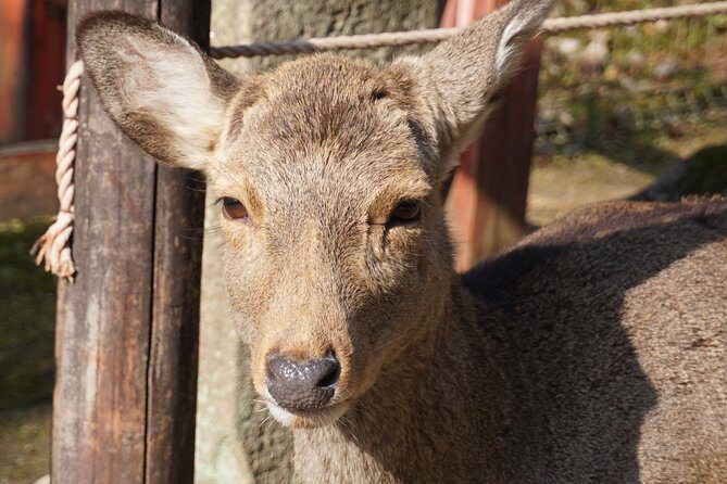 Nara Todaiji Lazy Bird Walking Tour - Who Will Love This Tour?