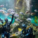 National Aquarium of New Zealand in Napier General Admission - The Undersea Experience: A Highlight