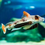 National Aquarium of New Zealand in Napier Native Icons Tour - Who Will Love This Experience?