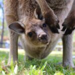Nature and Wildlife: Australia in One Day - Private Tour - Who Should Consider This Tour?