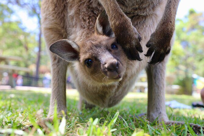 Nature and Wildlife: Australia in One Day - Private Tour - Who Should Consider This Tour?