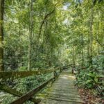 Nature Excursion in Borneo Tropical Rainforest Resort - Practical Details and Real-World Experience