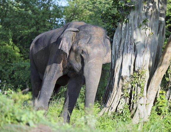 Nature Sri Lanka - Who Is This Tour Best For?
