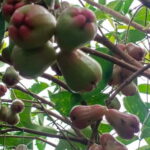 Nature tour through Battambang/Local area and landmarks - Authentic Cambodia in Focus: Who Should Join This Tour?