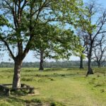 Nature Walk in Chitwan Jungle Safari with Guide - Detailed Breakdown of the Tour