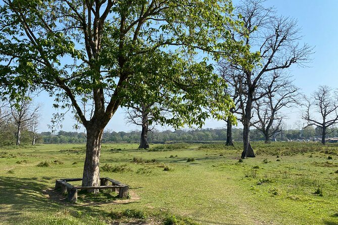 Nature Walk in Chitwan Jungle Safari with Guide - Detailed Breakdown of the Tour