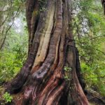 Nature Walks in Pacific - Why You Should Consider This Tour