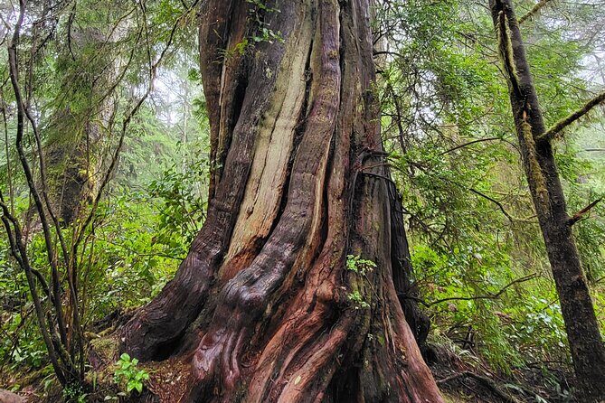 Nature Walks in Pacific - Why You Should Consider This Tour