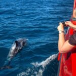 Nelson Bay: 1hr Dolphin Watch Express - The Sum Up