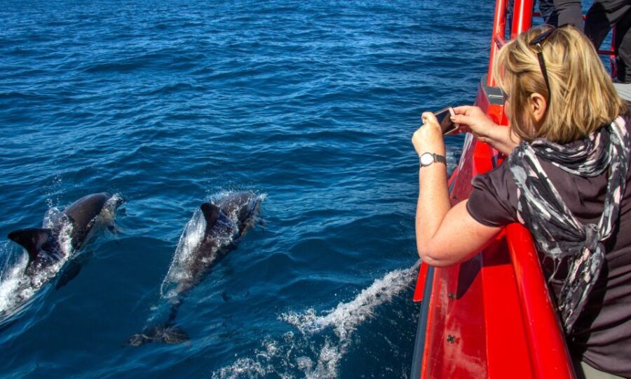 Nelson Bay: 1hr Dolphin Watch Express - The Sum Up