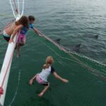 Nelson Bay: Dolphin Watch Cruise and Sail - An Overview of the Experience