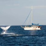 Nelson Bay: Whale and Dolphin Watching Catamaran Cruise - A Practical Guide to the Nelson Bay Whale and Dolphin Cruise