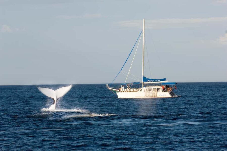 Nelson Bay: Whale and Dolphin Watching Catamaran Cruise - A Practical Guide to the Nelson Bay Whale and Dolphin Cruise