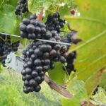 Nelson: Marlborough Wine Tour with Tastings and Lunch - Visiting Boutique Wineries